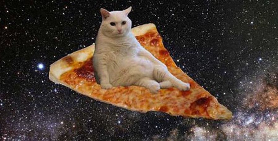 20 Photos That Combine Your Love For Pizza and Cats | TheThings